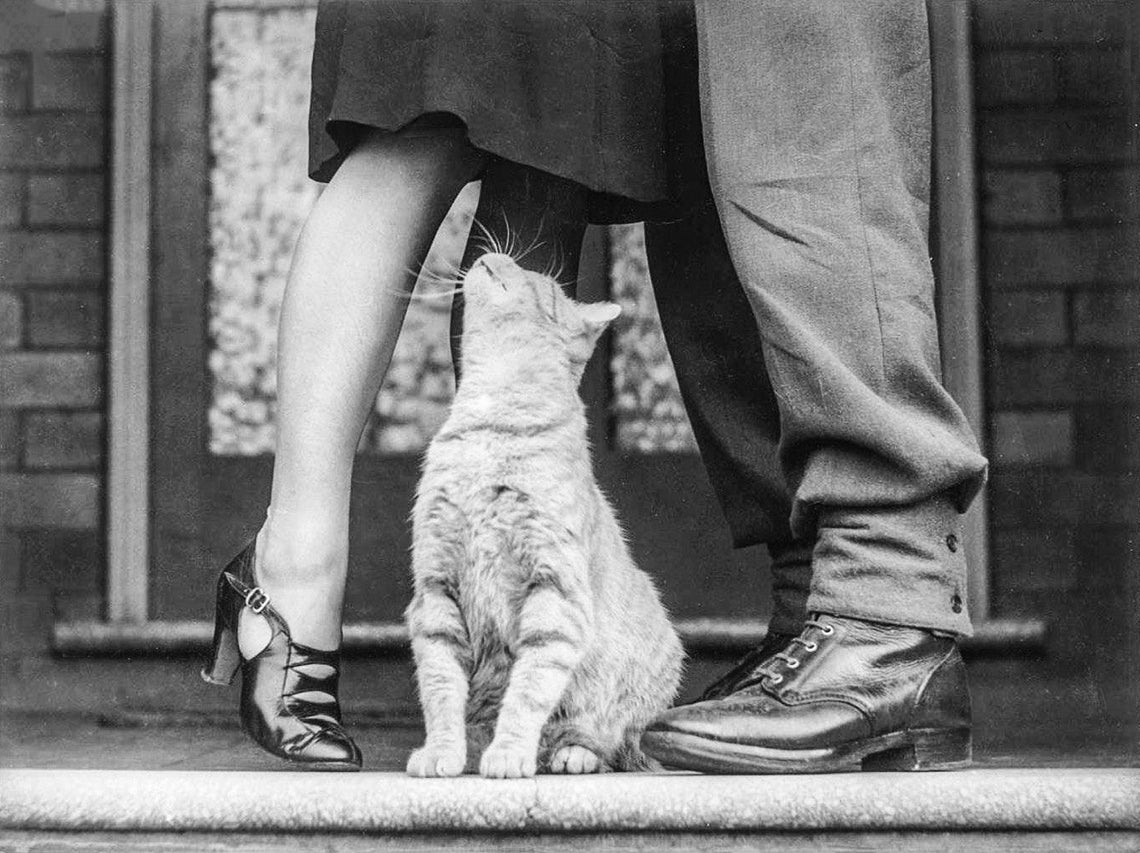 Cat Lovers Print Animal Lovers Couples in Love Vintage - Etsy