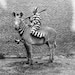 Zebra Prison Break Print, Comic Criminal, Vintage Art Photo Print ...