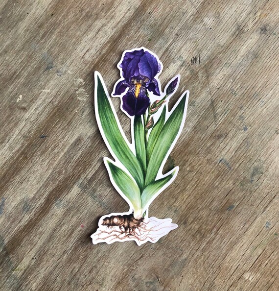 Iris vinyl sticker iris illustration botanical illustration | Etsy