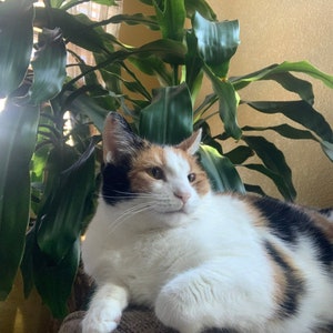 Pink Calico Cat Sticker / Clear Sticker / Cat Lady Sticker - Etsy