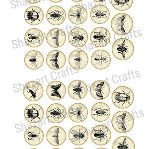 Bug and Insect Ephemera, Embellishments, Specimen, Frame, Junk Journal ...