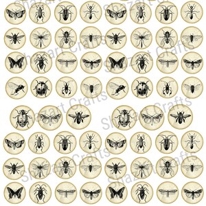 Bug and Insect Ephemera, Embellishments, Specimen, Frame, Junk Journal ...