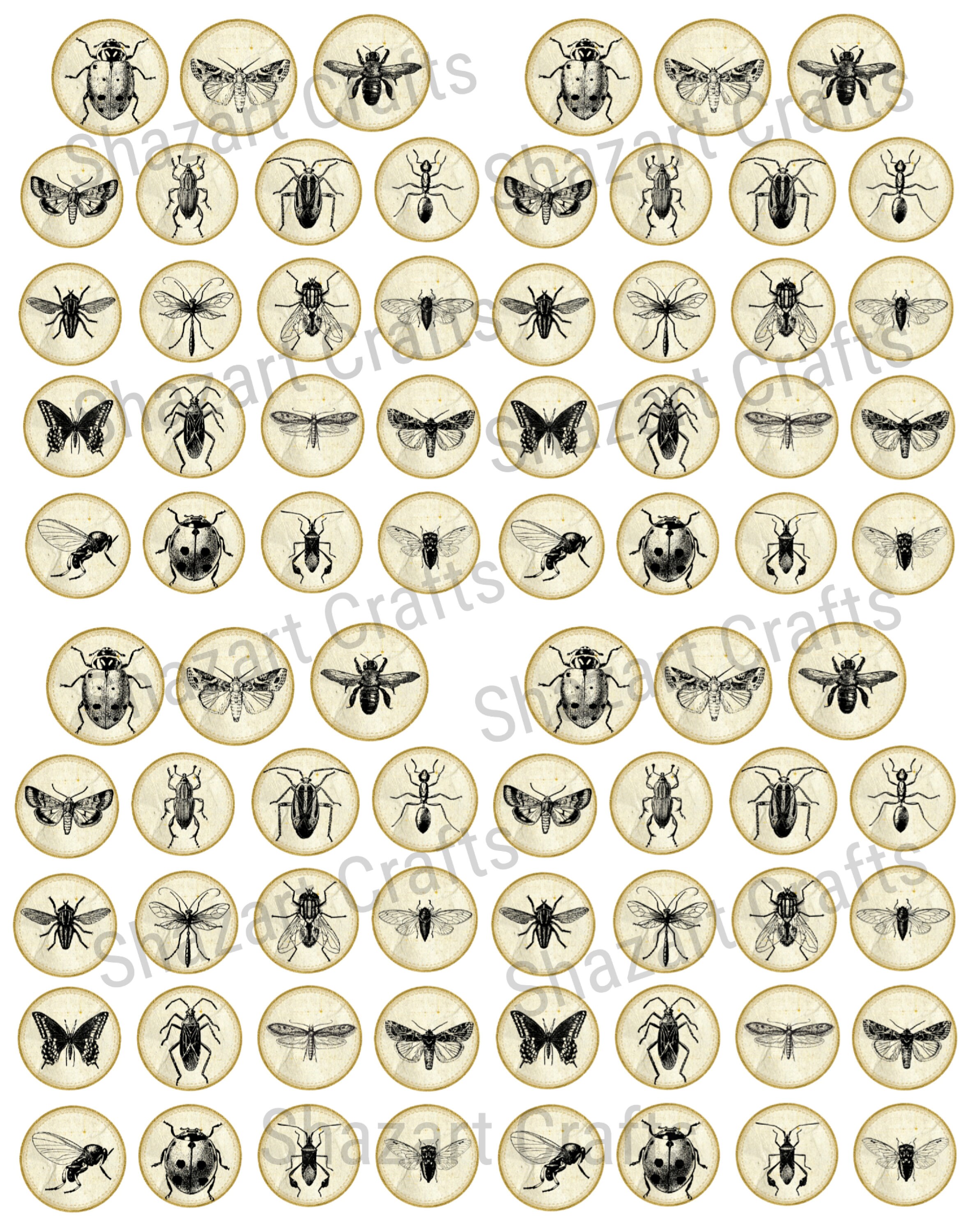 Bug and Insect Ephemera Embellishments Specimen Frame Junk - Etsy