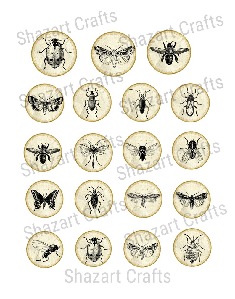 Bug and Insect Ephemera, Embellishments, Specimen, Frame, Junk Journal ...