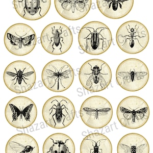 Bug and Insect Ephemera, Embellishments, Specimen, Frame, Junk Journal ...
