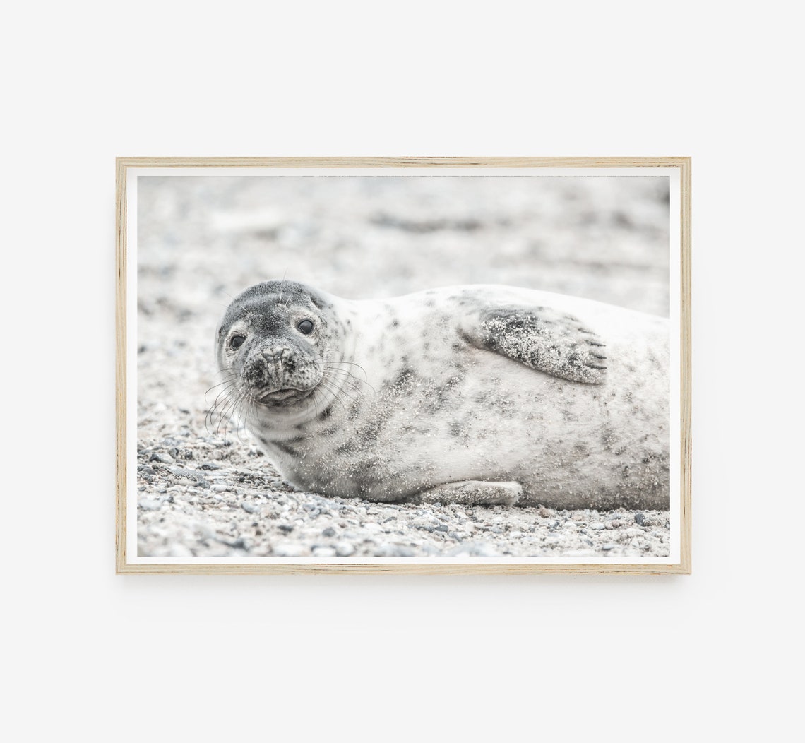Sea Lion Art Printable Beach Coastal Poster Sea Lion Print - Etsy Canada