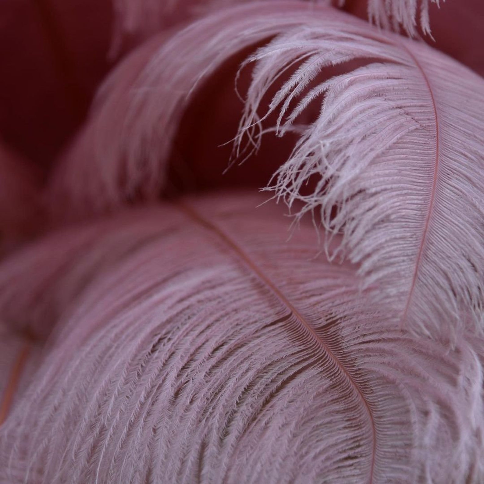 AAA+ 100pcs High Quality 20-22 Inches Bean Paste Ostrich Feather ...