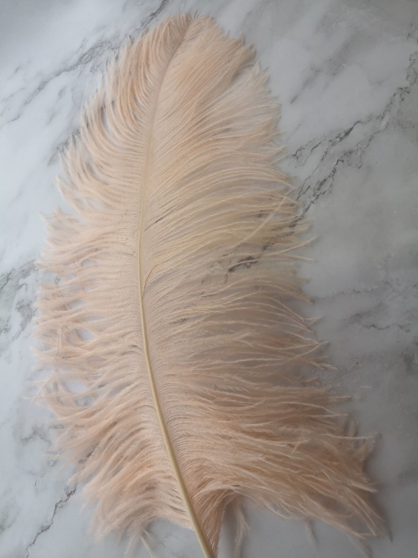 Vintage Champagne Ostrich Feather 24-26 Inch/5-100pcs Home | Etsy