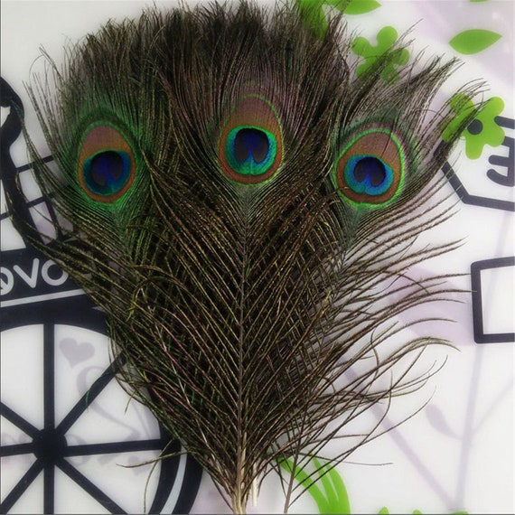 How Much Are Real Peacock Feathers