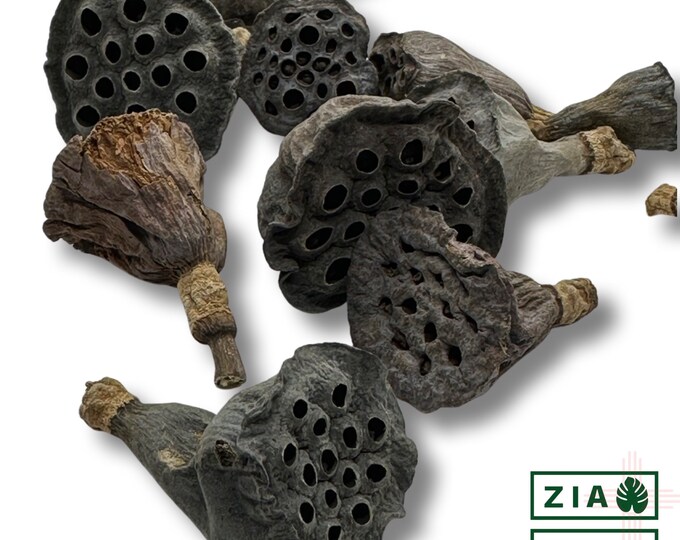 Mini Lotus Pods - Etsy