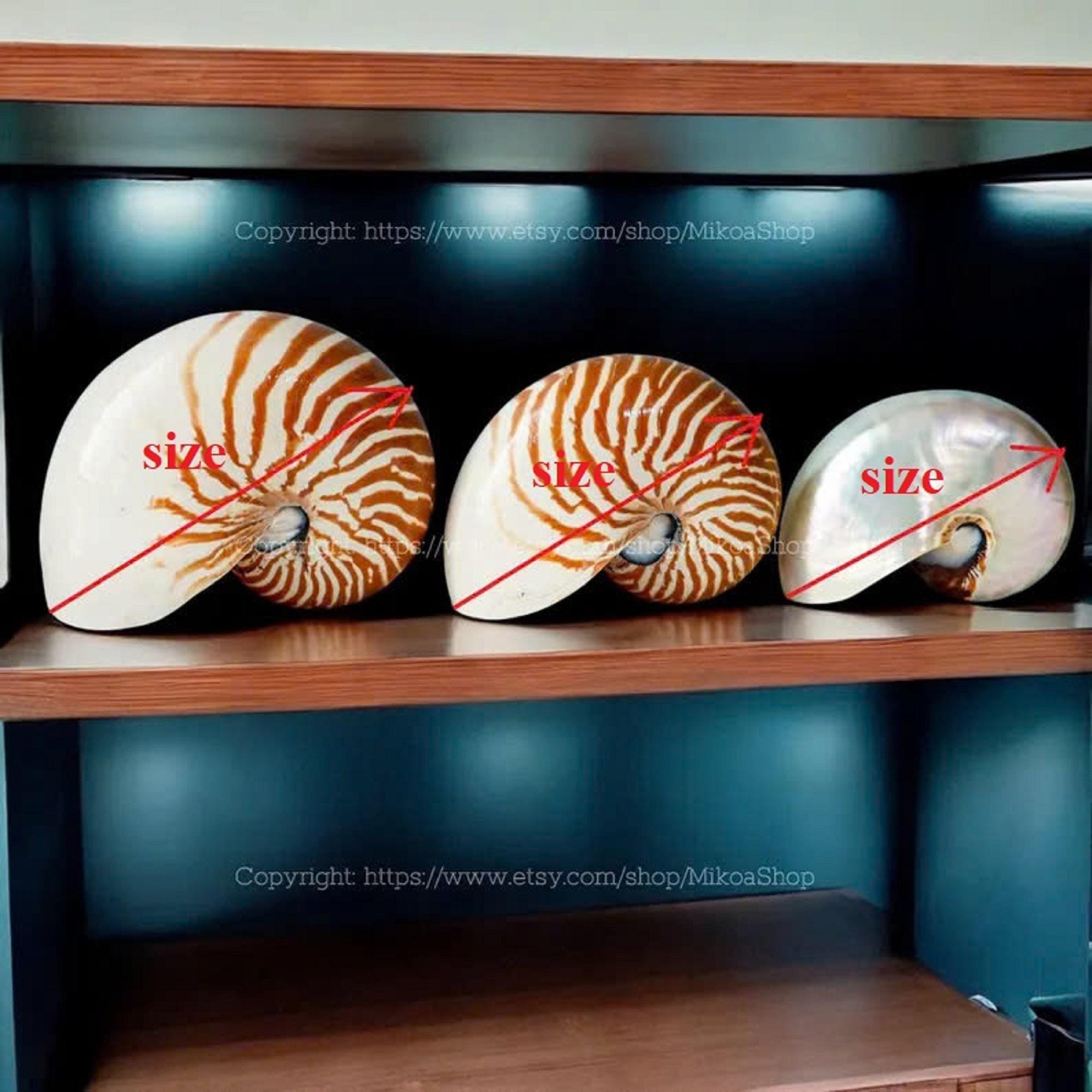Large Chambered Nautilus Seashell Collection RARE Conus Sea Shell Ocean ...