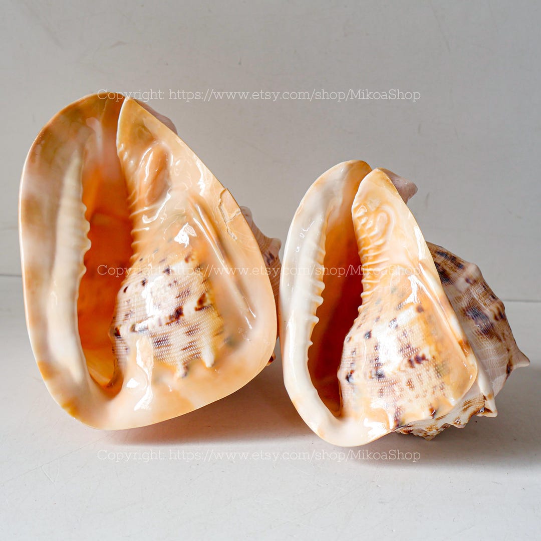 RARE Helmet Sea Shell Collection Conus Sea Shell Giant Seashell ...