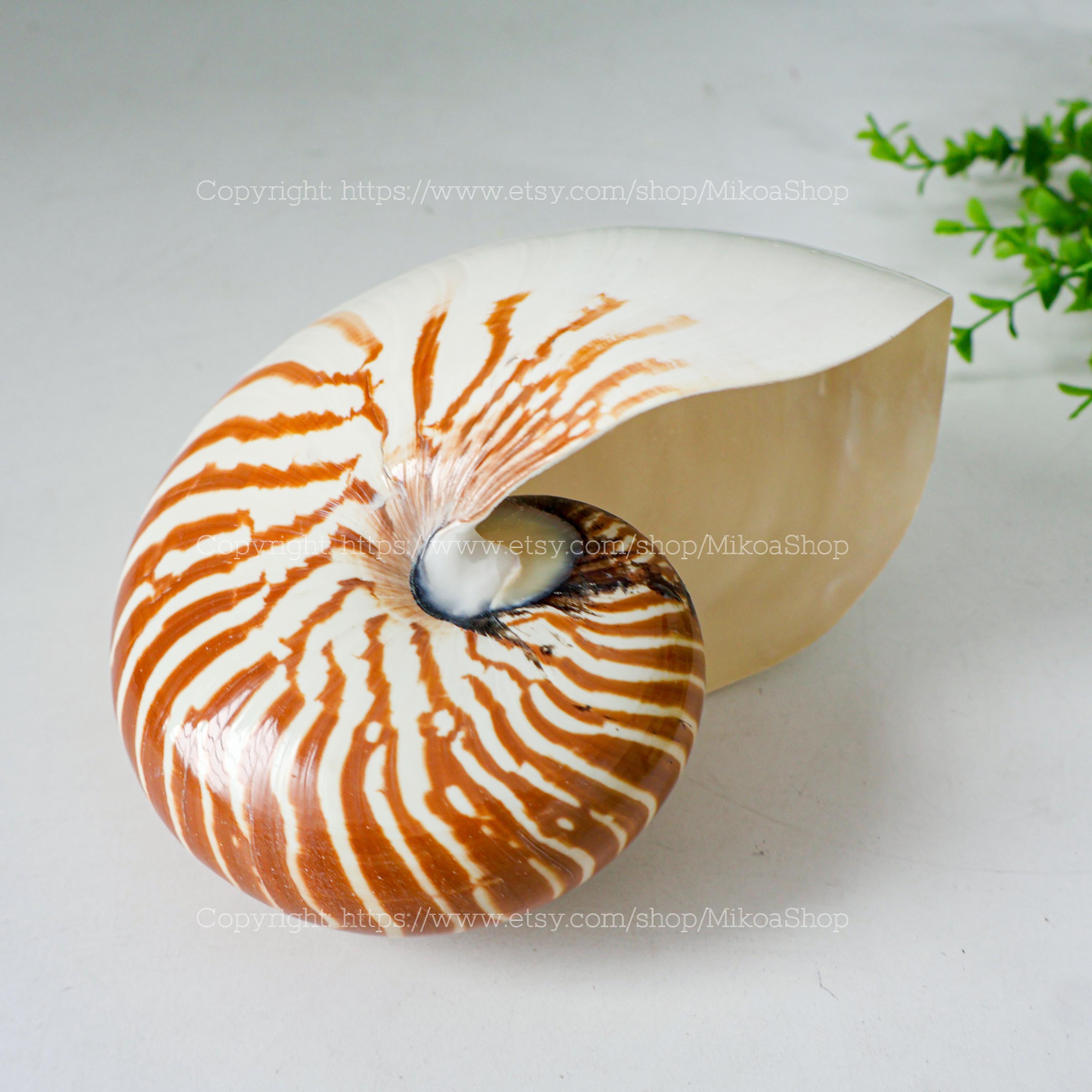 RARE Chambered Nautilus Seashell Collection Conus Sea Shell Ocean ...