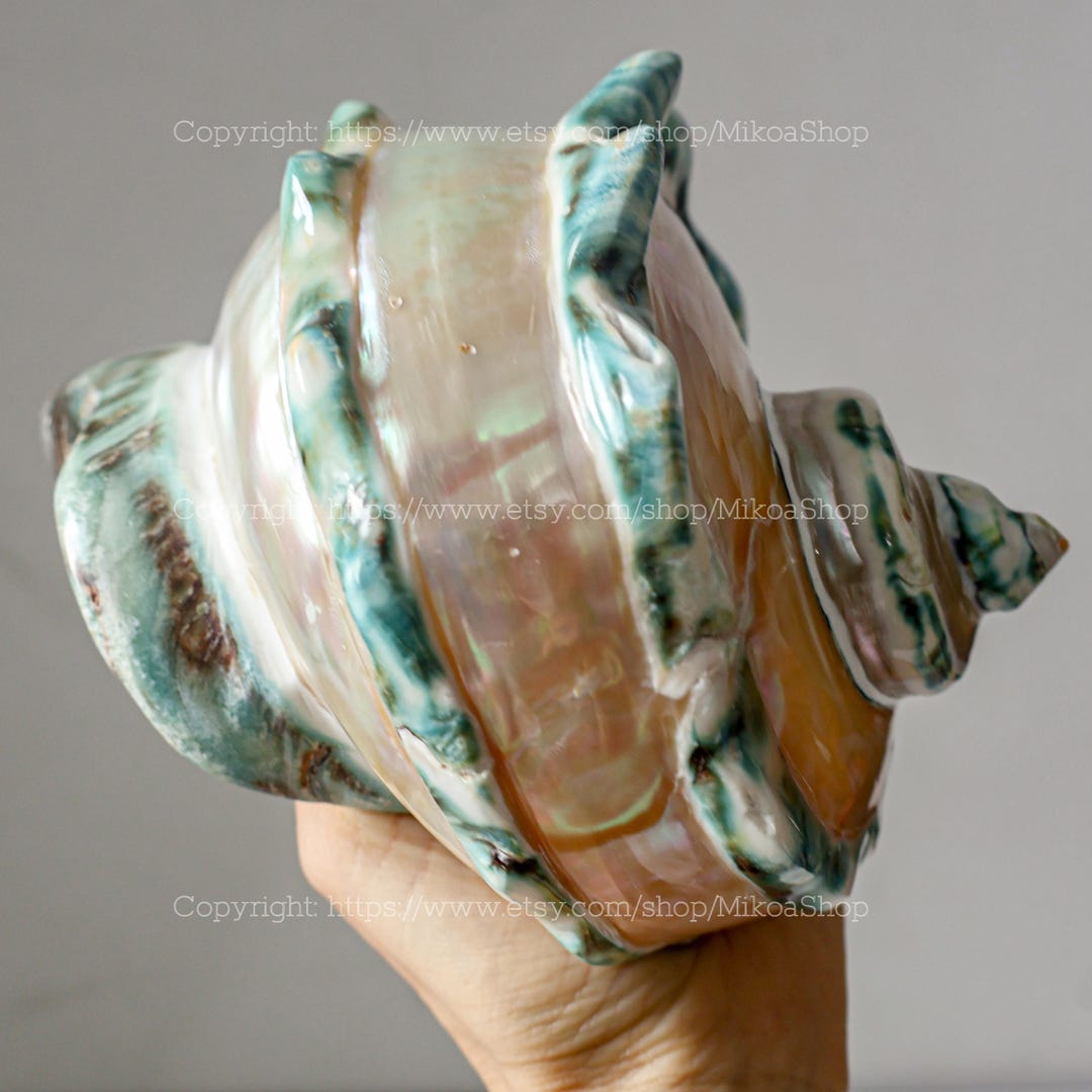 RARE Turbo Sea Shell Collection Conus Sea Shell Ocean Vortex Giant ...