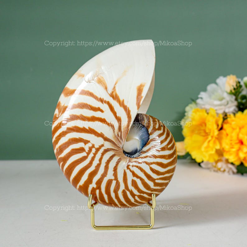 RARE Chambered Nautilus Seashell Collection Conus Sea Shell Ocean ...
