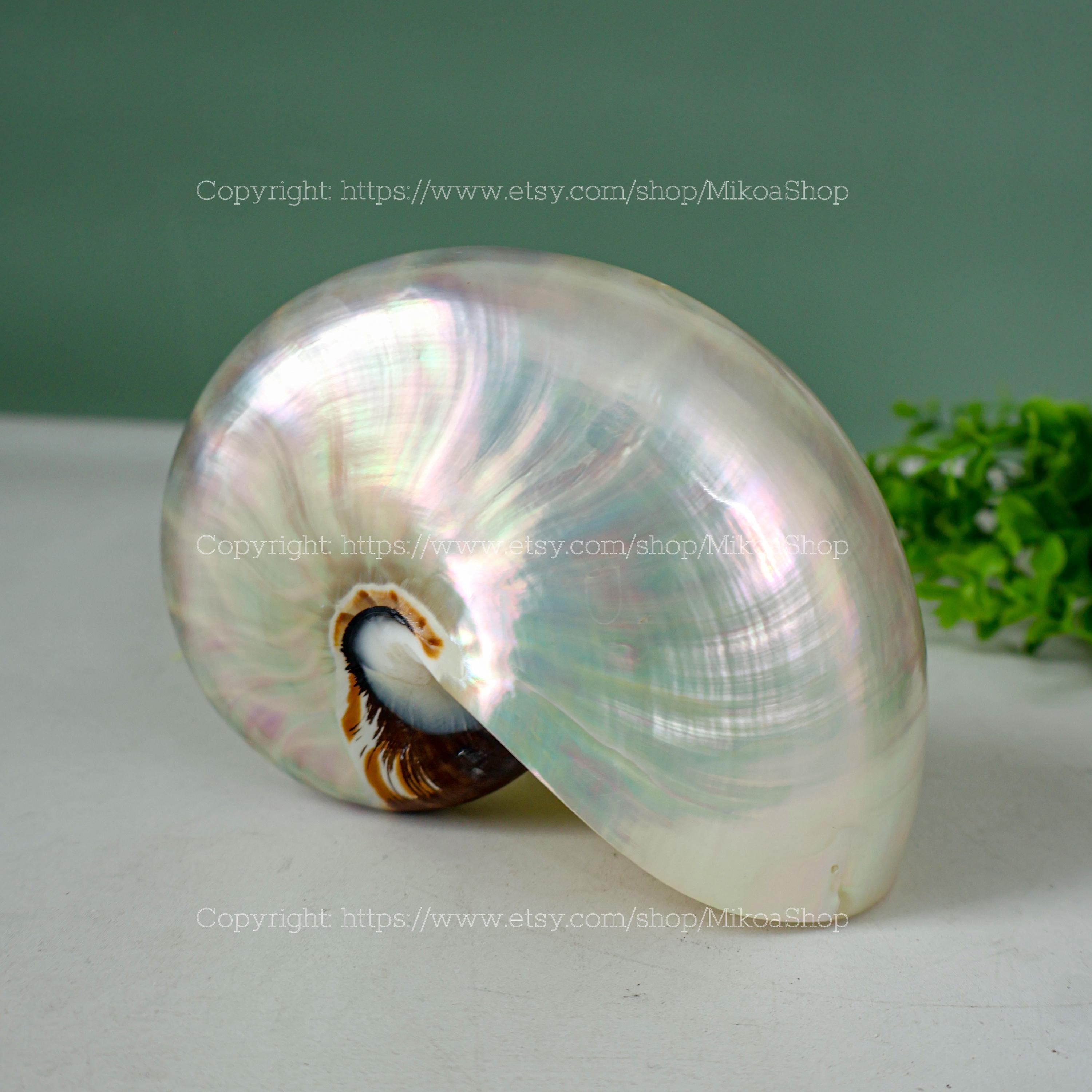 Large Chambered Nautilus Seashell Collection RARE Conus Sea Shell Ocean ...