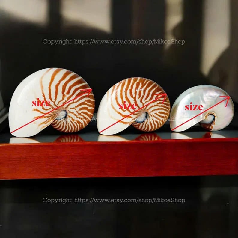 Large Seashell Collection RARE Chambered Nautilus Conus Seashell Ocean ...
