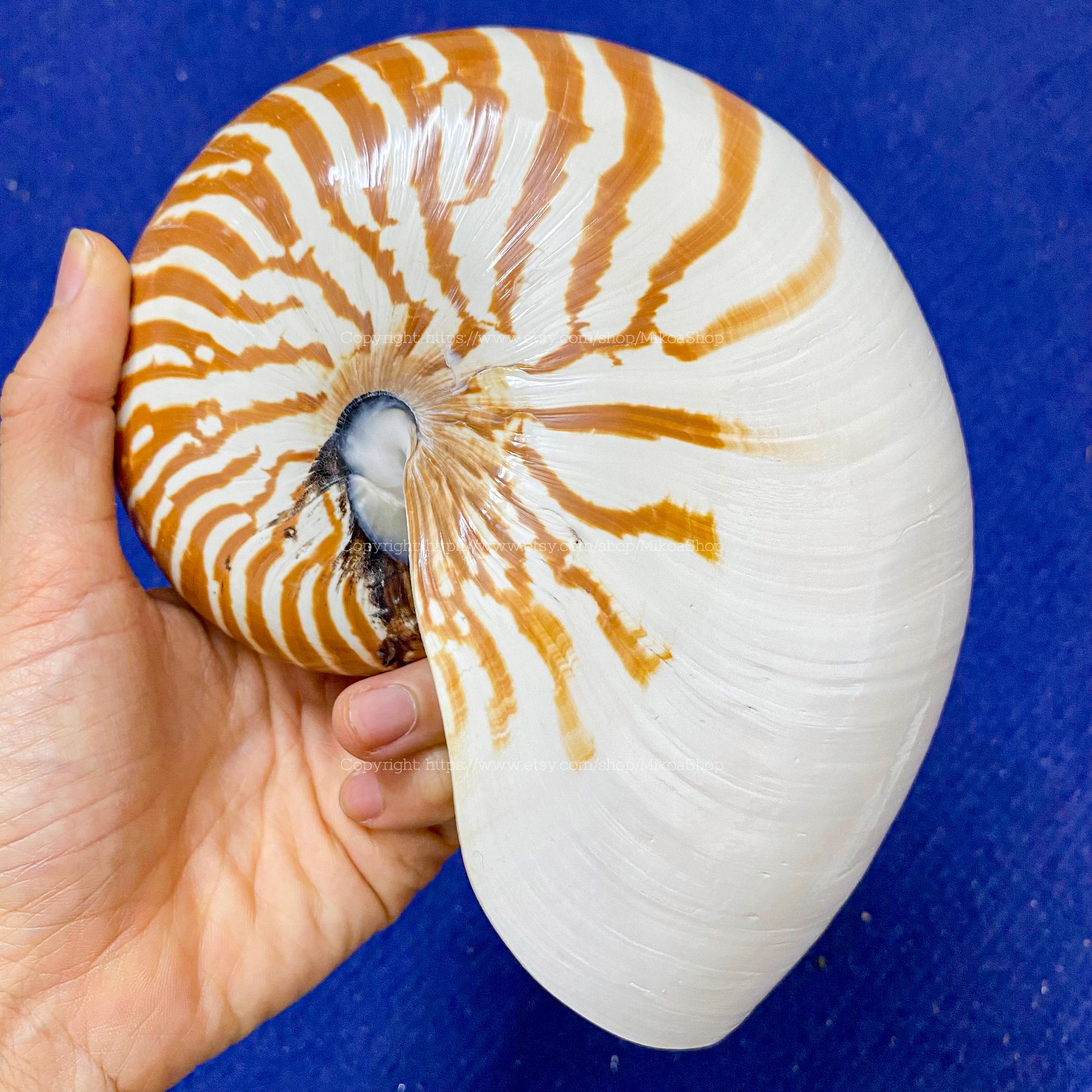 Large Chambered Nautilus Seashell Collection RARE Conus Sea Shell Ocean ...