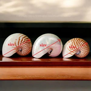RARE Chambered Nautilus Seashell Collection Conus Sea Shell Ocean ...