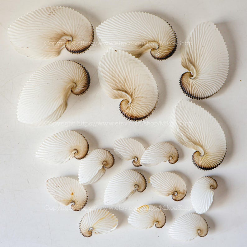 RARE Seashell Collection Paper Chambered Nautilus Conus Seashell Ocean ...