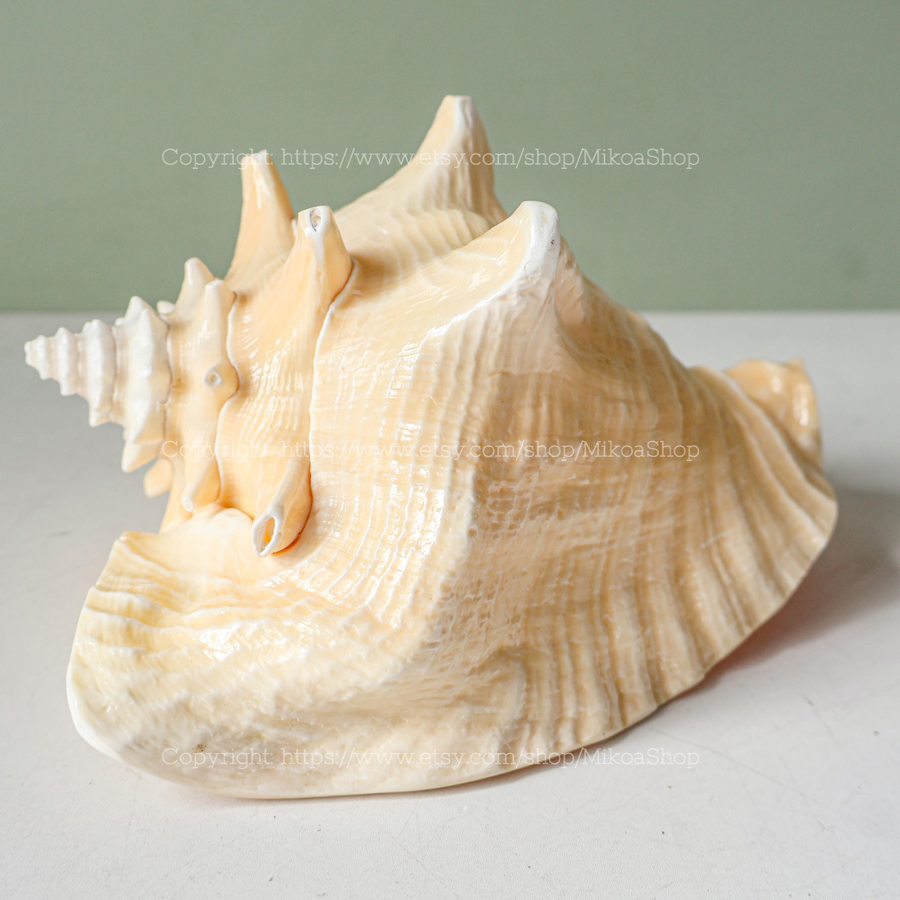 RARE Pink Queen Seashell Collection Conus Sea Shell Polished Queen's ...