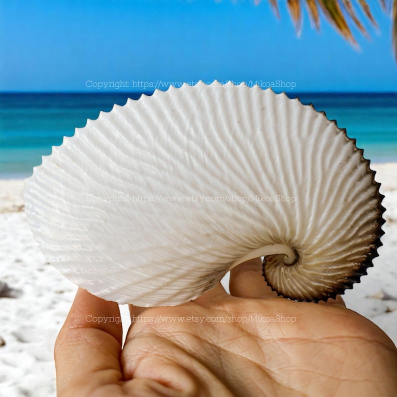 RARE Seashell Collection Paper Chambered Nautilus Conus Seashell Ocean Vortex Treasure of the ...
