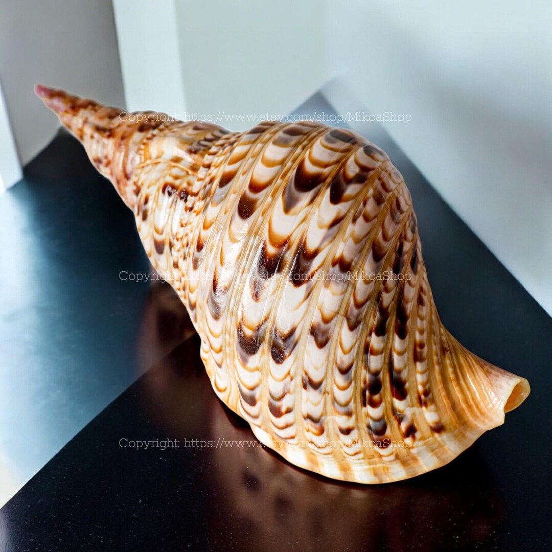 RARE Triton Trumpet Seashell Collection Conus Sea Shell Wealth ...