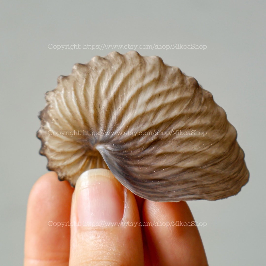 RARE Collectible Brown Paper Chambered Nautilus Conus Seashell Ocean ...