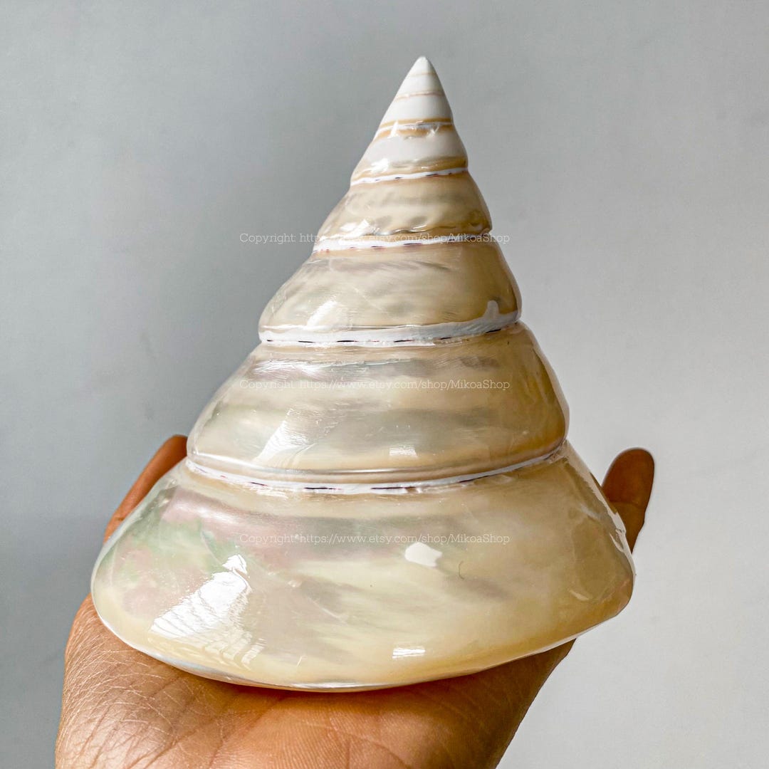 Decorative Spiral Shell Collection Conus Sea Shell Pearly Shining Decor ...