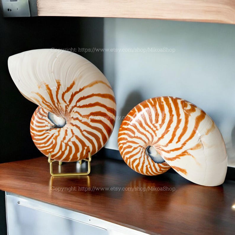 Large Seashell Collection RARE Chambered Nautilus Conus Seashell Ocean ...