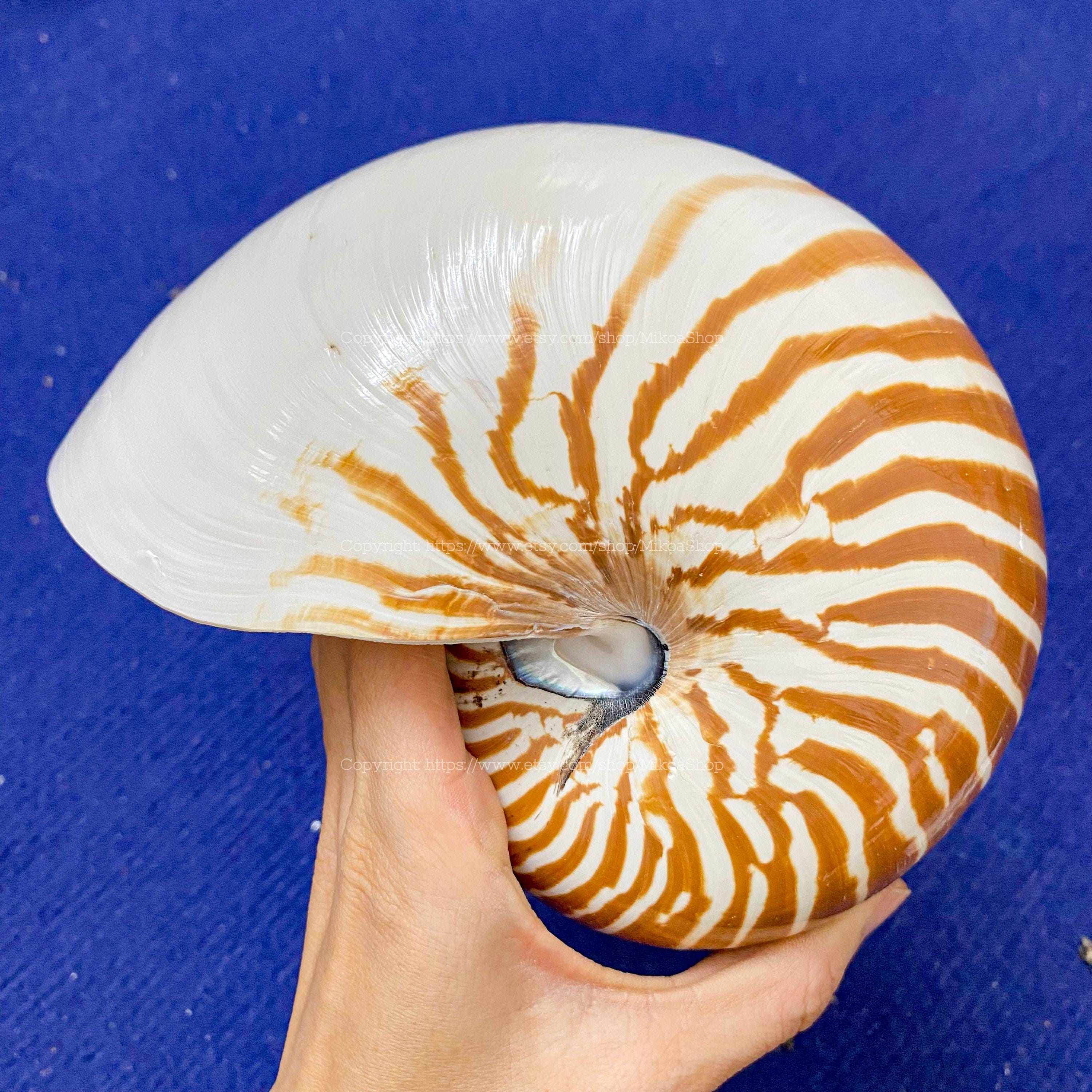 Large Chambered Nautilus Seashell Collection RARE Conus Sea Shell Ocean ...