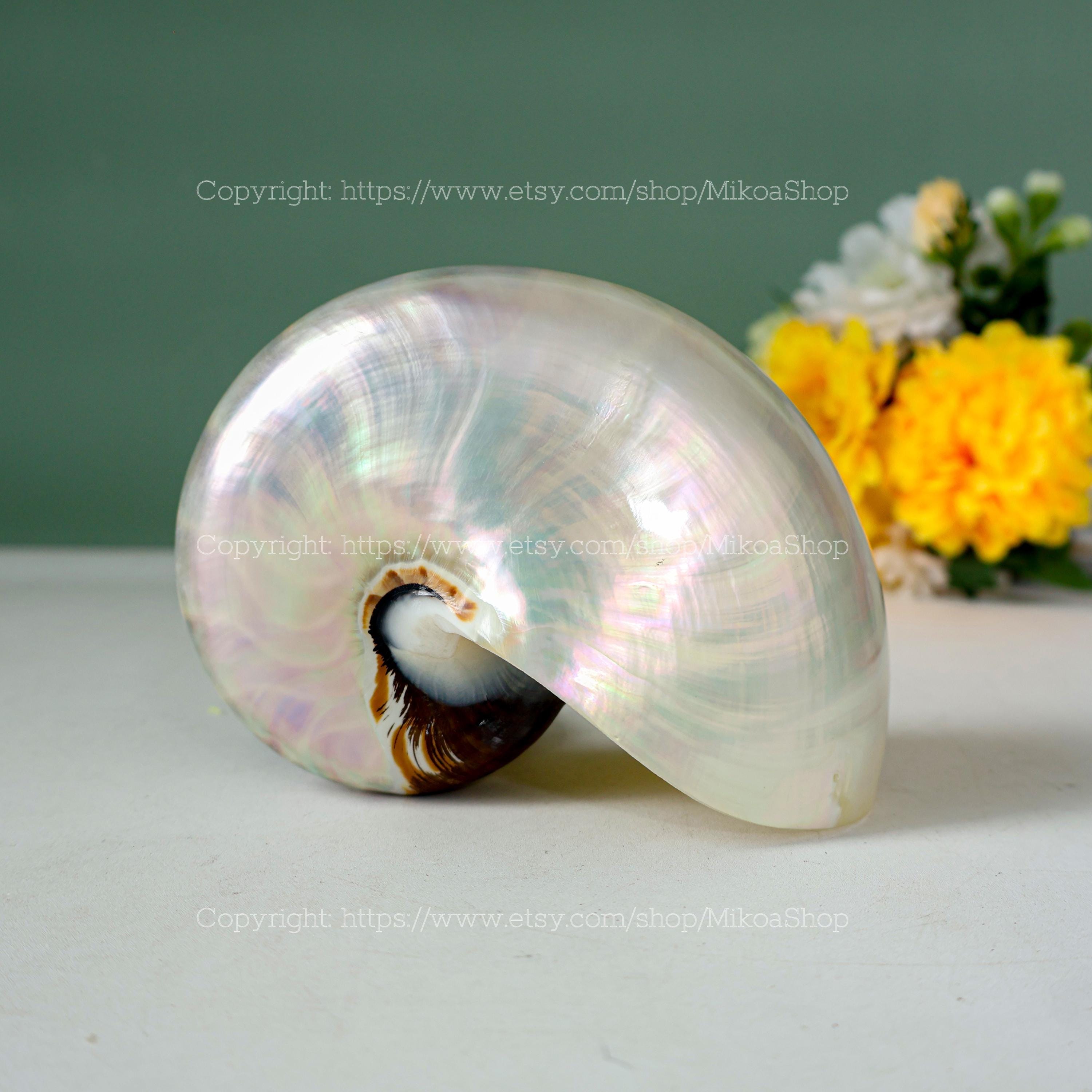 RARE Chambered Nautilus Seashell Collection Conus Sea Shell Ocean ...