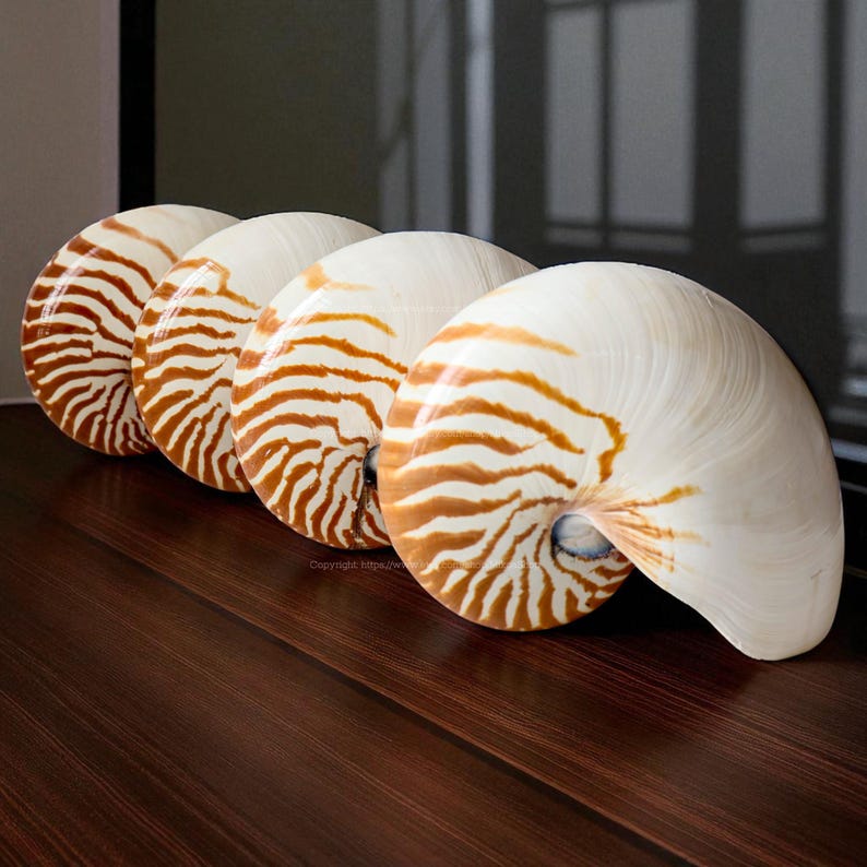 RARE Chambered Nautilus Seashell Collection Conus Sea Shell Ocean ...