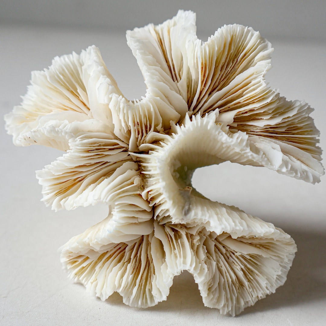 Real Coral Flower Coral Seashell Conus Ocean Vortex Treasure of the ...