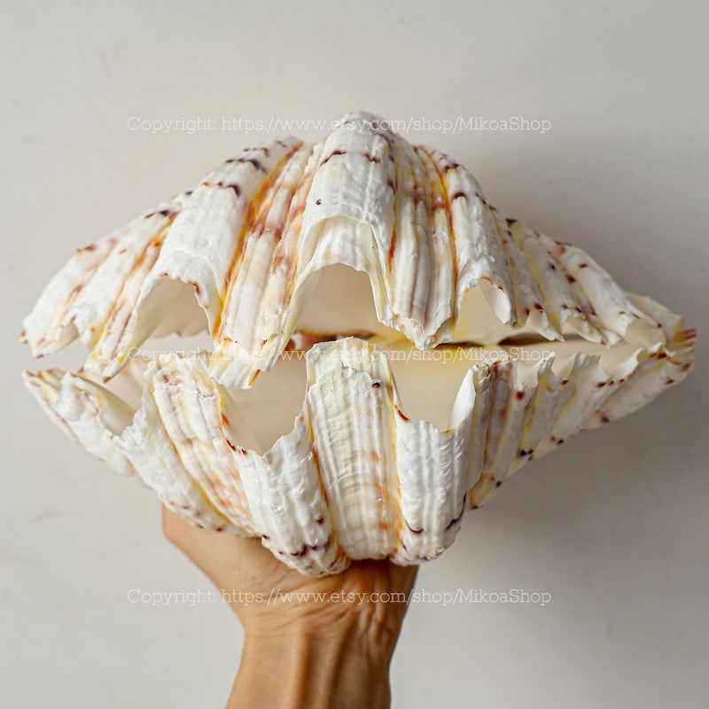 Large Ocean Clam Shells - Etsy UK