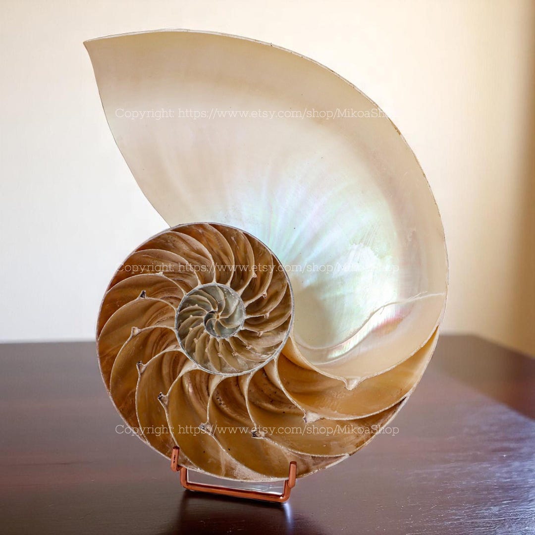 RARE Half Cut Chambered Nautilus Seashell Collection Conus Sea Shell ...