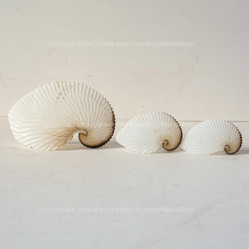 RARE Seashell Collection Paper Chambered Nautilus Conus Seashell Ocean Vortex Treasure of the ...