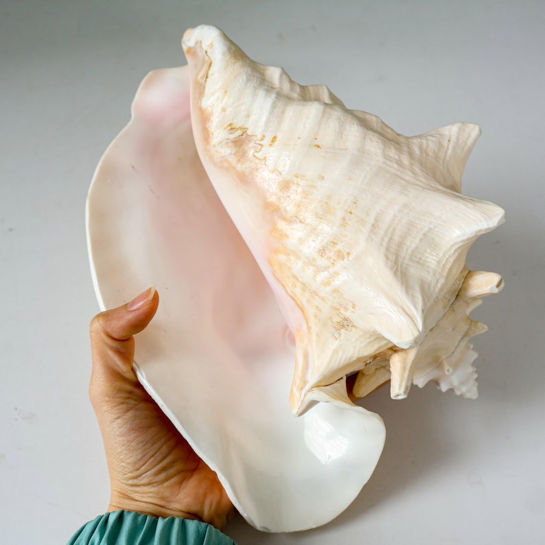 RARE Pink Queen Seashell Collection Conus Sea Shell Polished Queen's ...