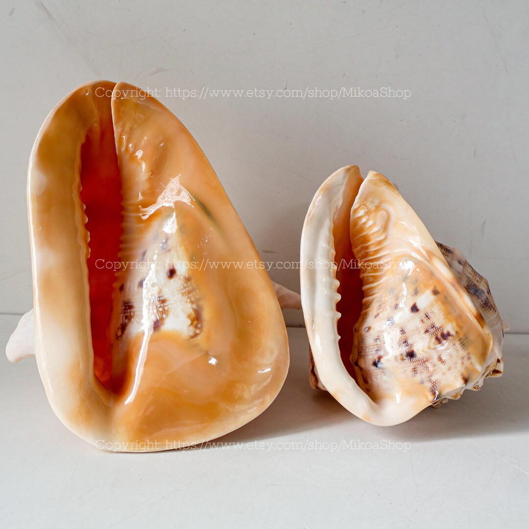 Helmet Sea Shell Collection Conus Sea Shell RARE Giant Seashell ...