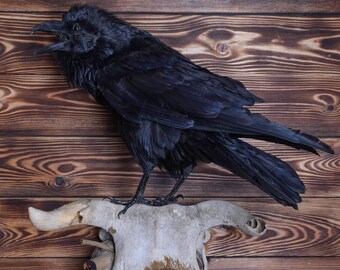 Real raven skull | Etsy