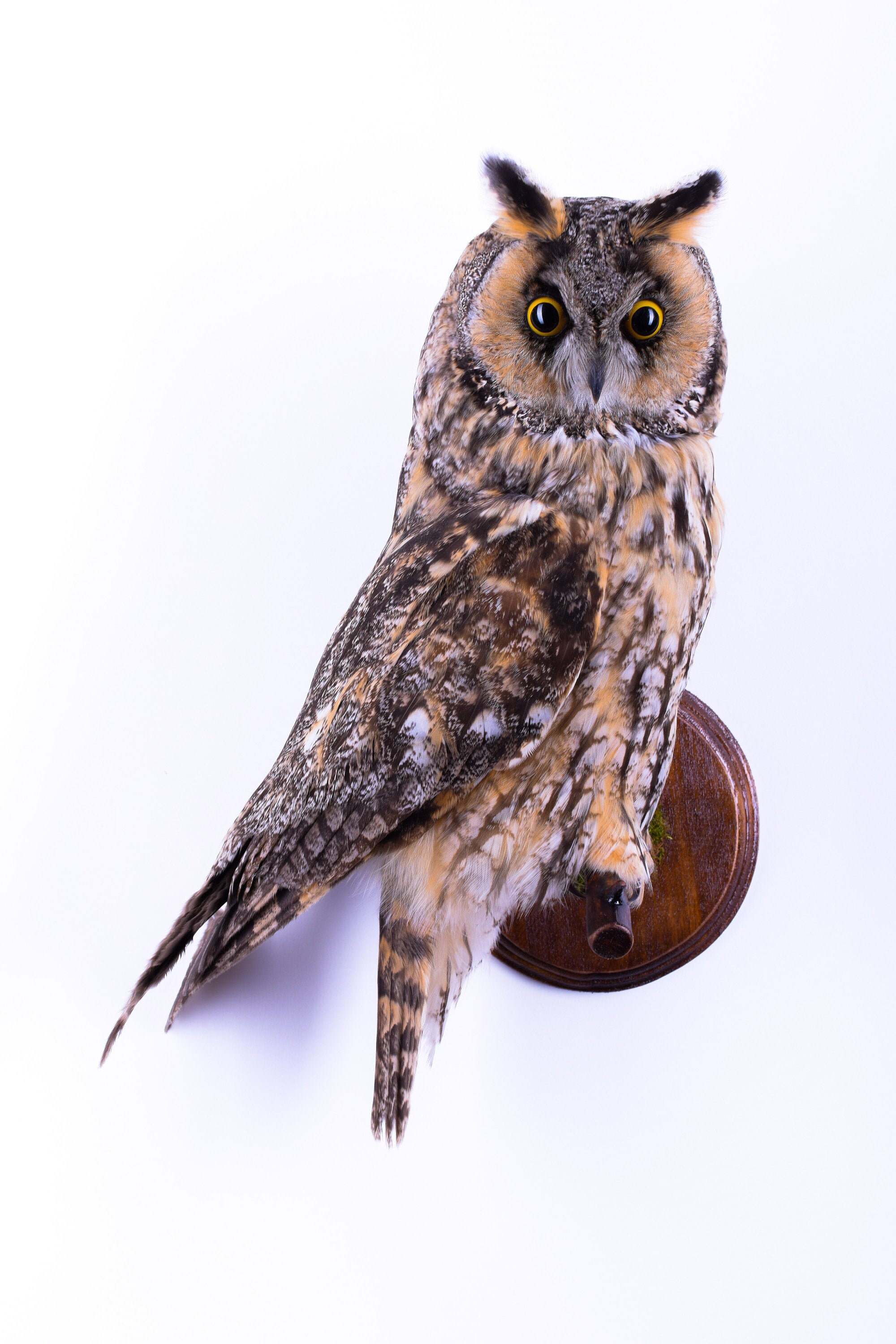 Can You Own A Taxidermy Owl at Gretchen Shaw blog