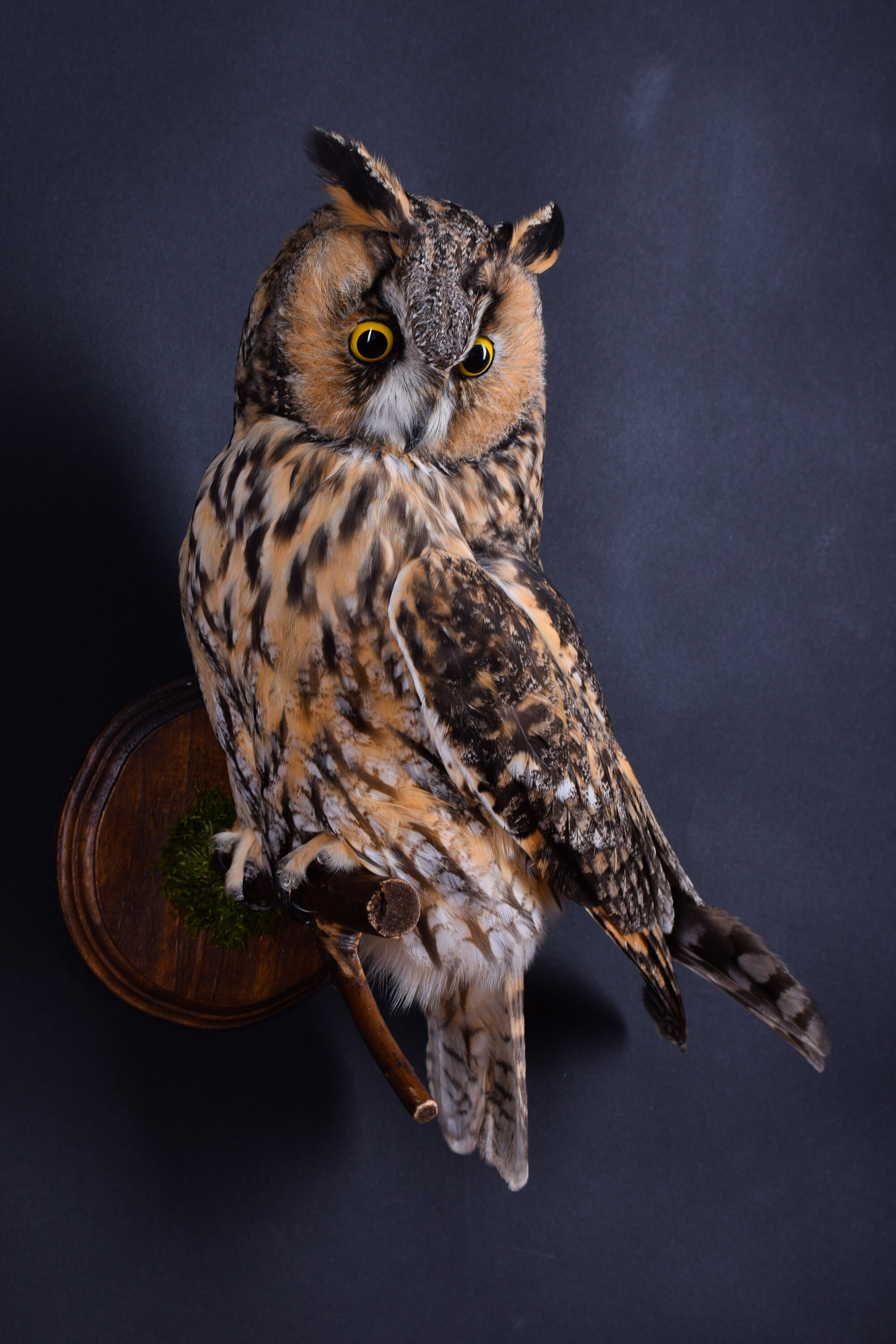 Taxidermy Owl Bird of prey Stuffed animal Mount Museum piece | Etsy