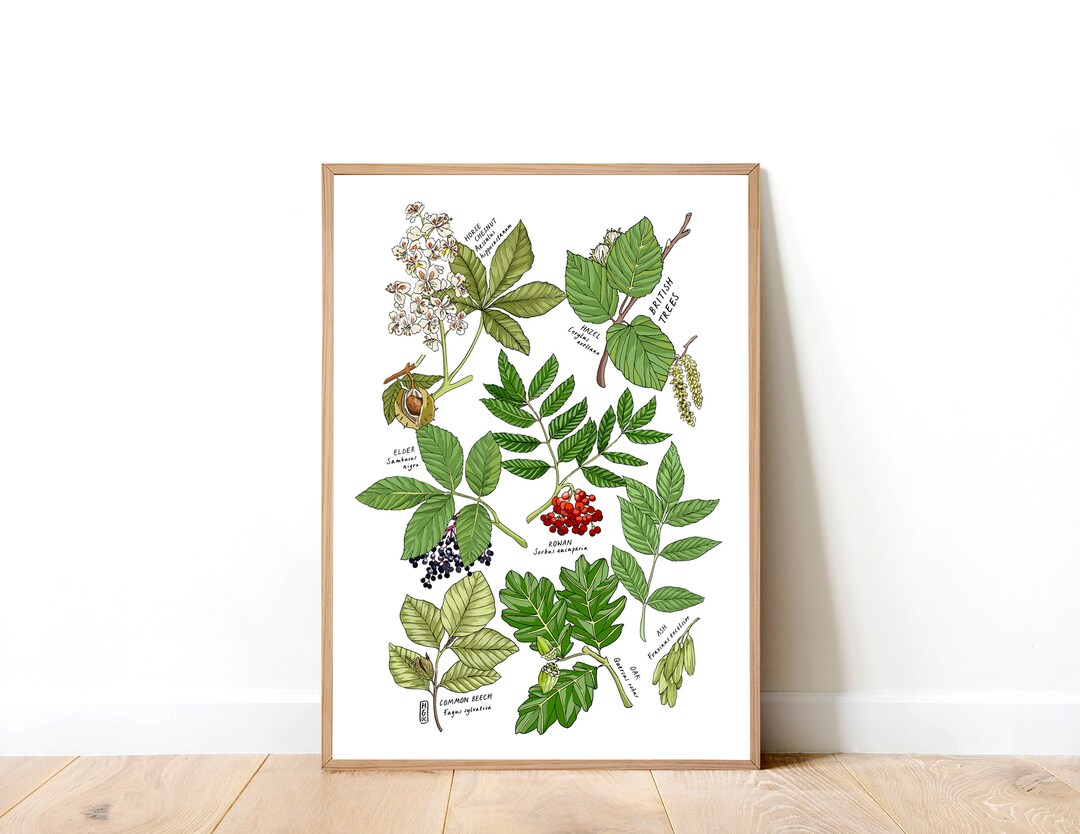 British Trees Art Print. Bristol. Oak . Elder. Ash. Botanical - Etsy