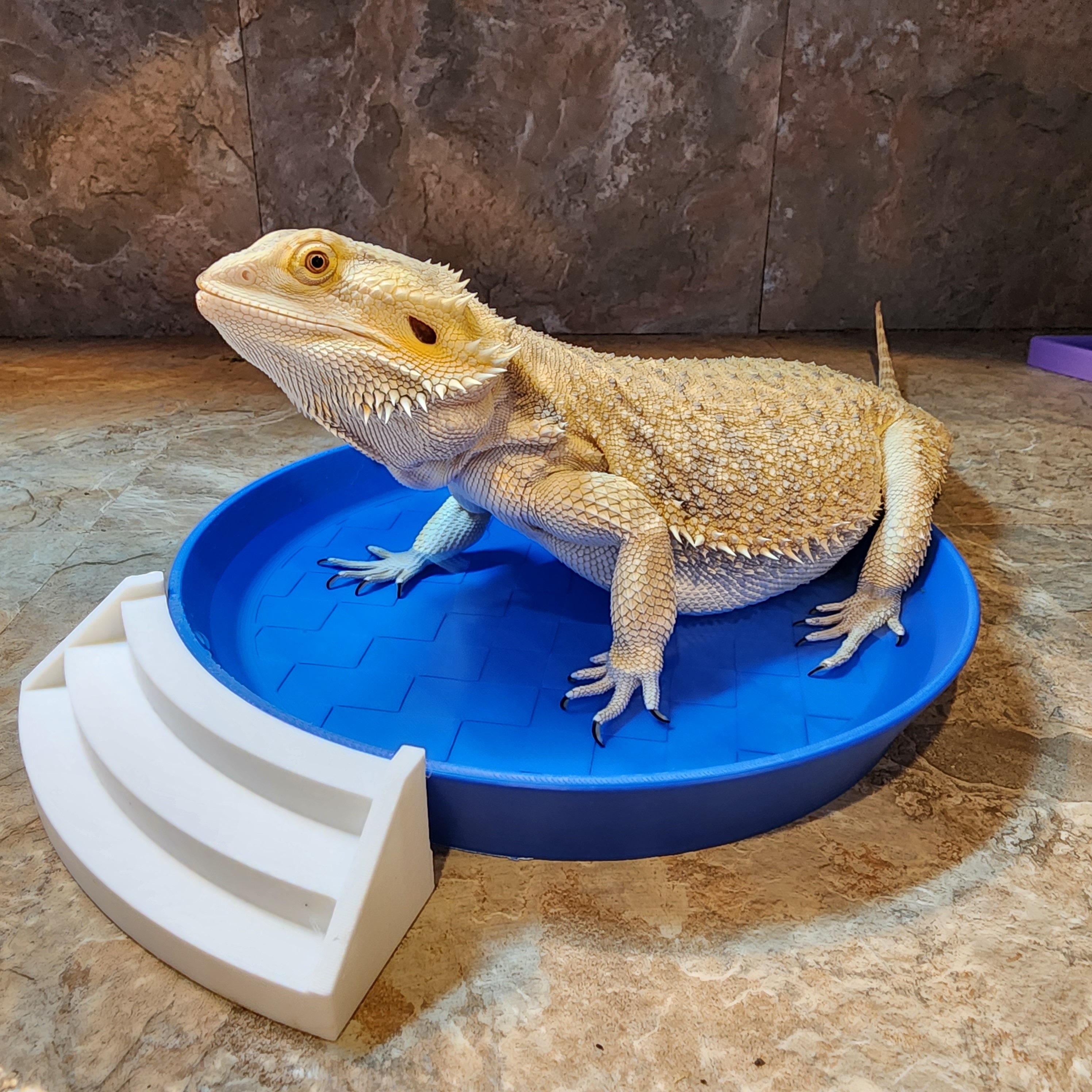 Bearded Dragons Tanks