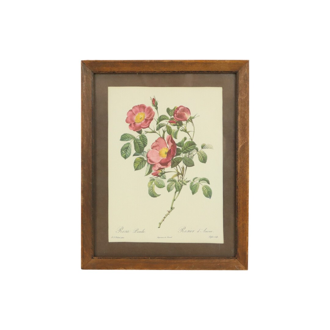 Vintage Roos Print Kaart Ingelijst Rosa Lumila P.J. Redoute 25x20cm - Etsy