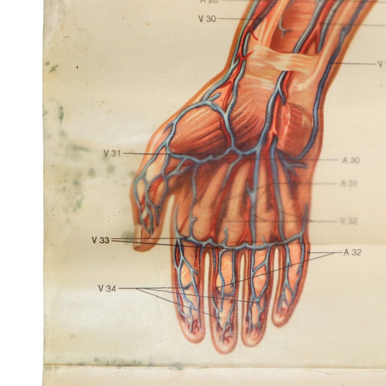 Vintage XL Anatomische Poster Bloedvaten Circulatie - Etsy