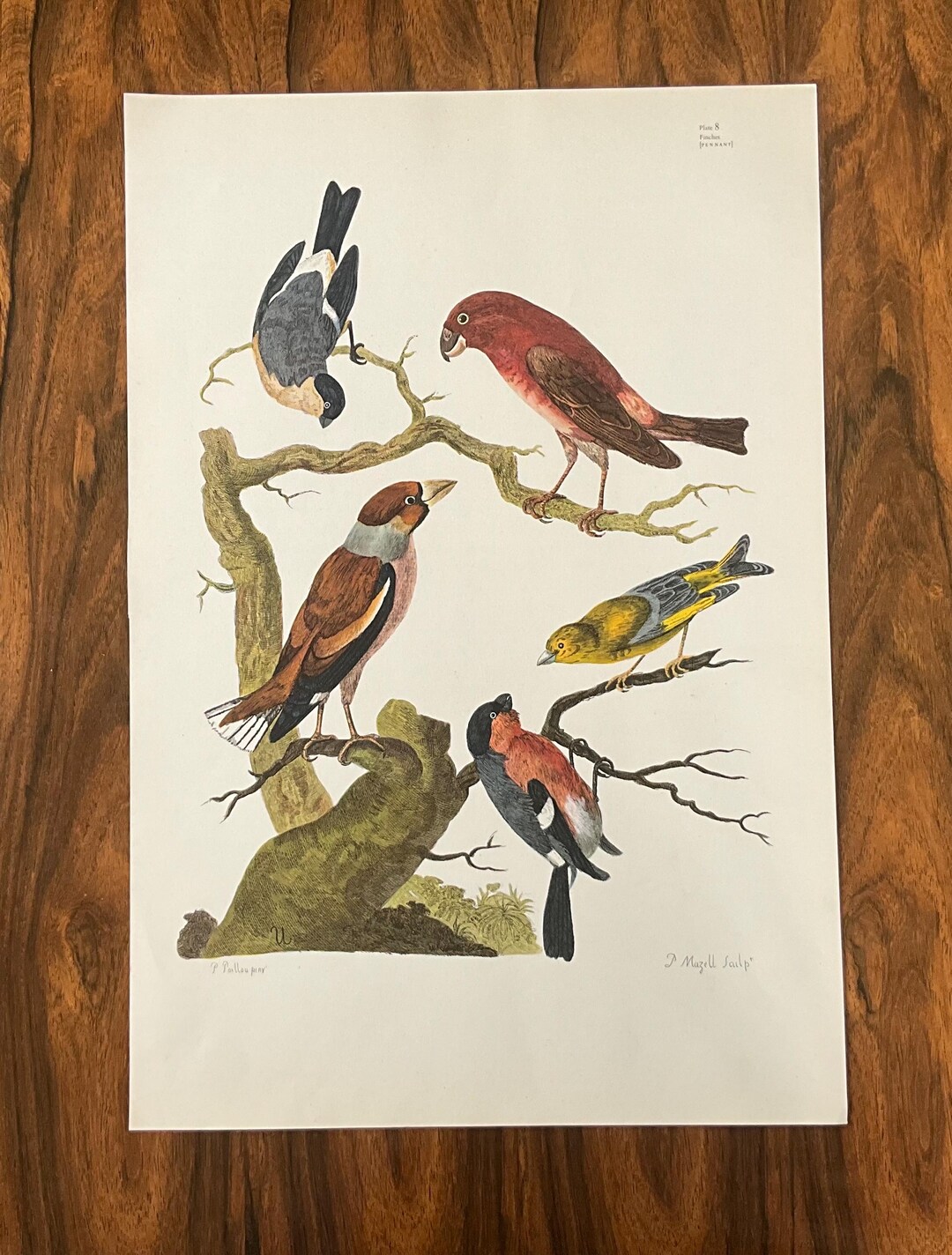 Large Size Birds C1950 Coloured Print Lithograph Printed on High ...