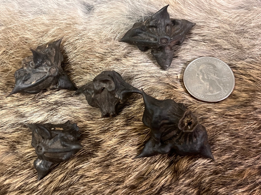 Devils Head Thorns Pack of 5 Bat Nuts, Devil Pod Seeds, Caltrop, Witch ...