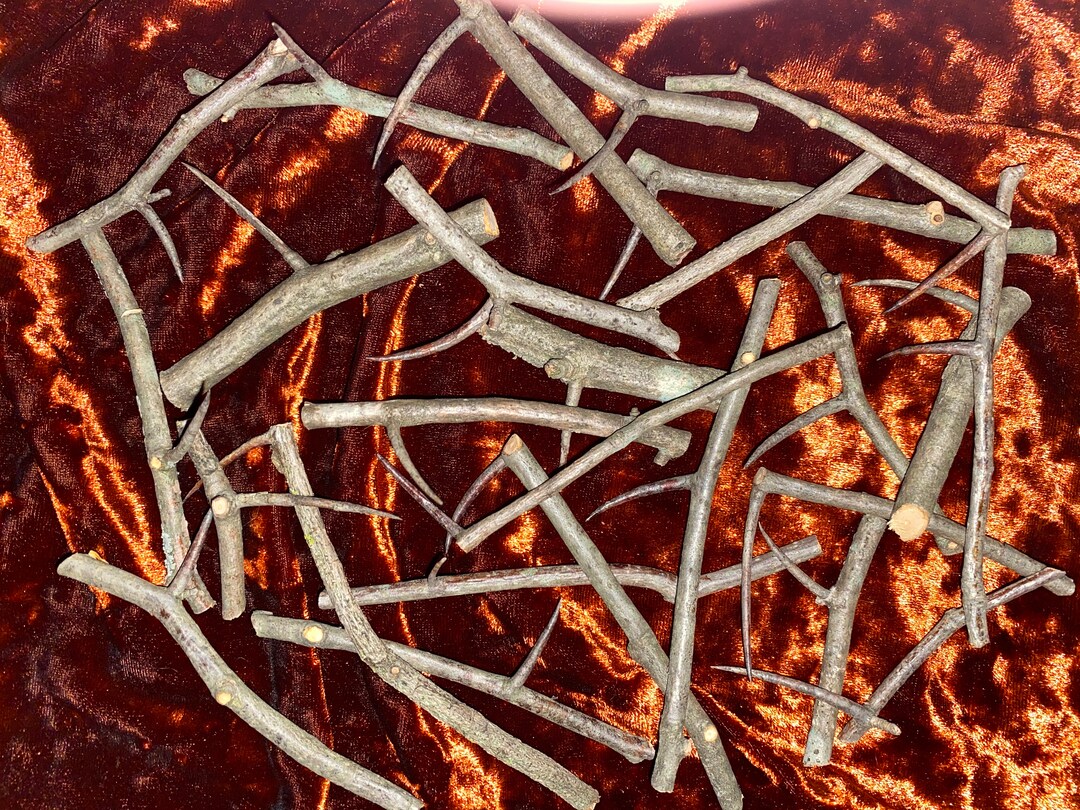 13 Hawthorn Thorns for Rituals and Spellwork - Etsy