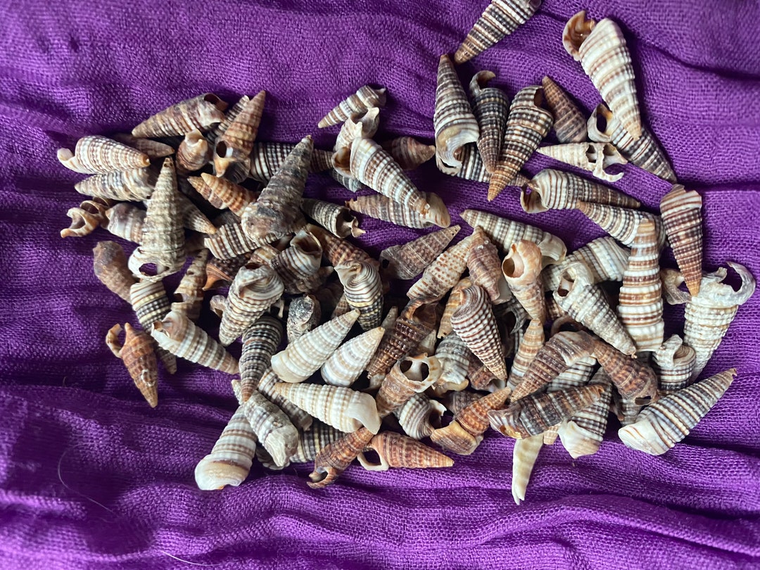 Tiny Rhinoclavis Shells for Crafts - Etsy